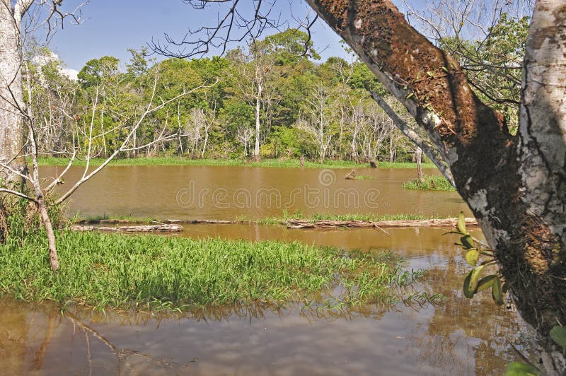 Amazon Jungle House (the Amazonia) Stock Image - Image of primeval ...