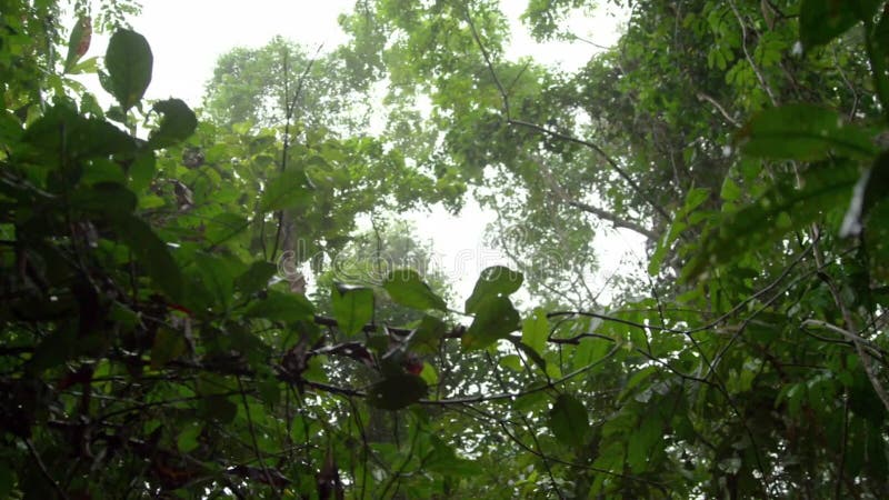 Inside Amazon Rainforest with Lush Trees in South America Stock Footage ...