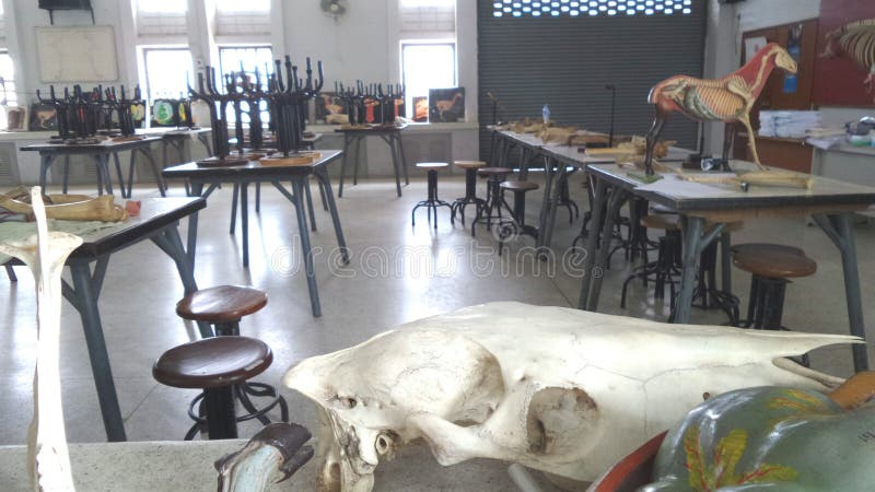 Inside Animal Anatomy Teaching Lab Stock Image - Image of doctor ...