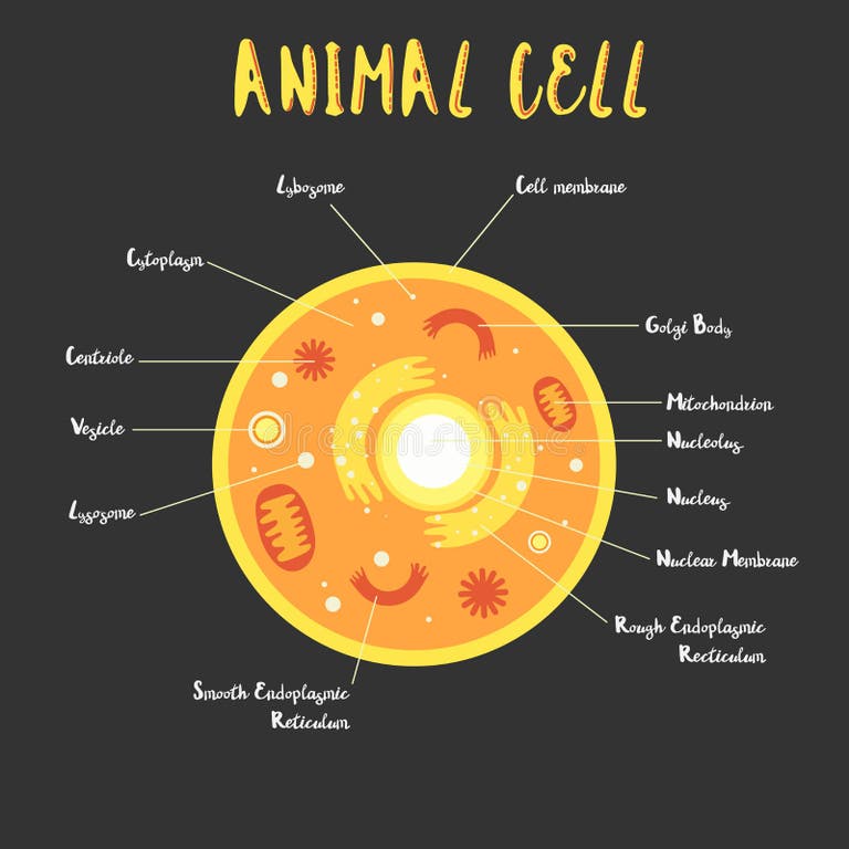 Inside Cell Stock Illustrations – 14,947 Inside Cell Stock ...
