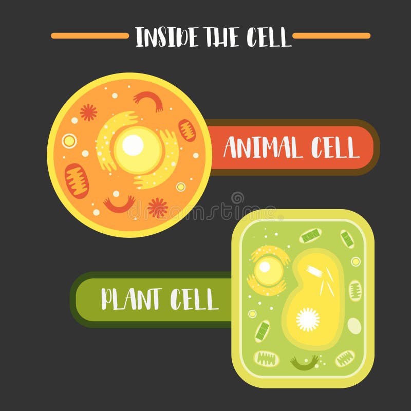 Animal Cell Eukaryotic Cell Vector Stock Vector - Illustration of ...