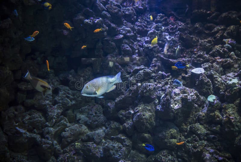 Inside of an aquarium stock photo. Image of aquarium - 99432706