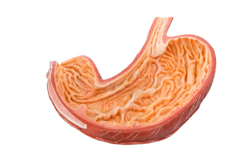 Stomach Model Labeled