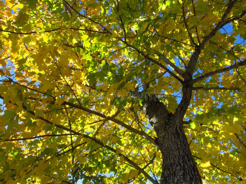Inside an Autumn Yellow Maple Tree Stock Image - Image of seasons ...