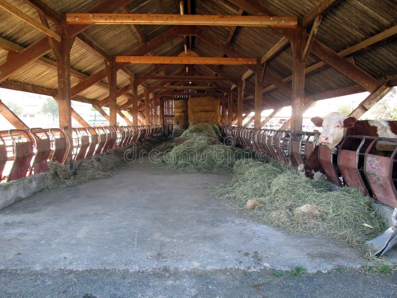 Inside of a cow barn stock image. Image of cute, cattle - 35353987