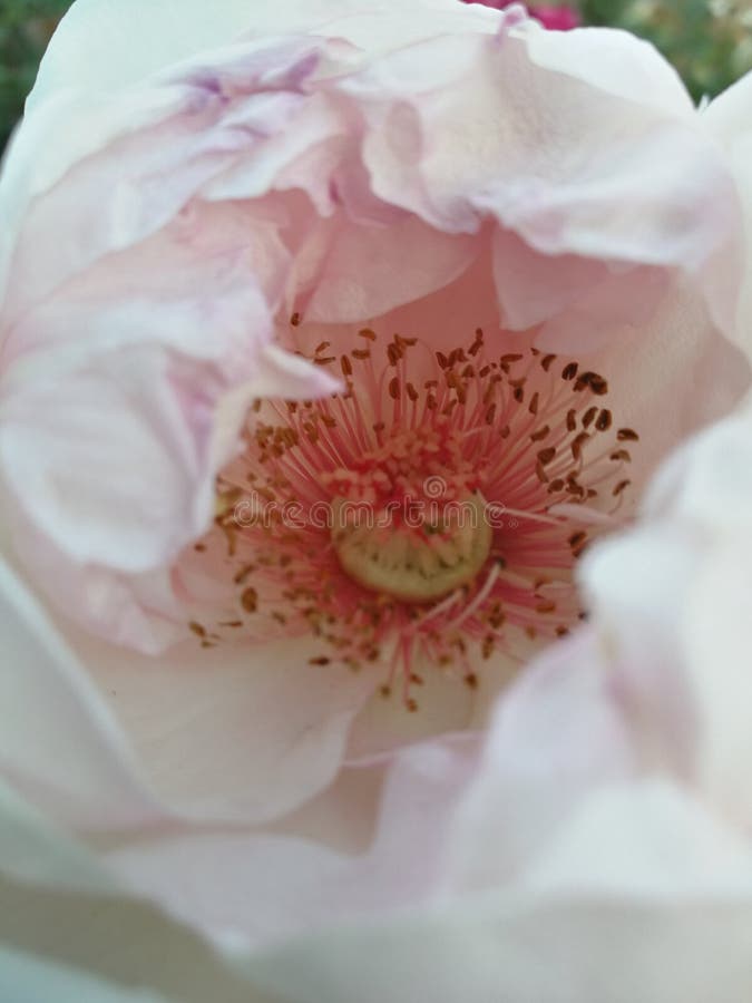 Red Rose Inside Square Shapes Stock Photo - Image of petal, greeting ...