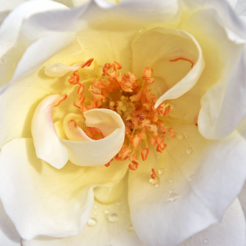 The Inside of a Beautiful White Rose Stock Photo - Image of color ...