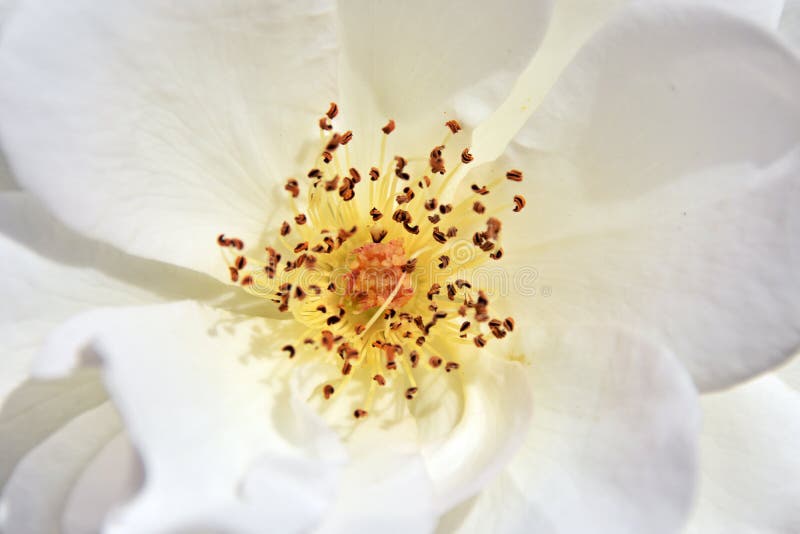 The Inside of a Beautiful White Rose Stock Photo - Image of garden ...