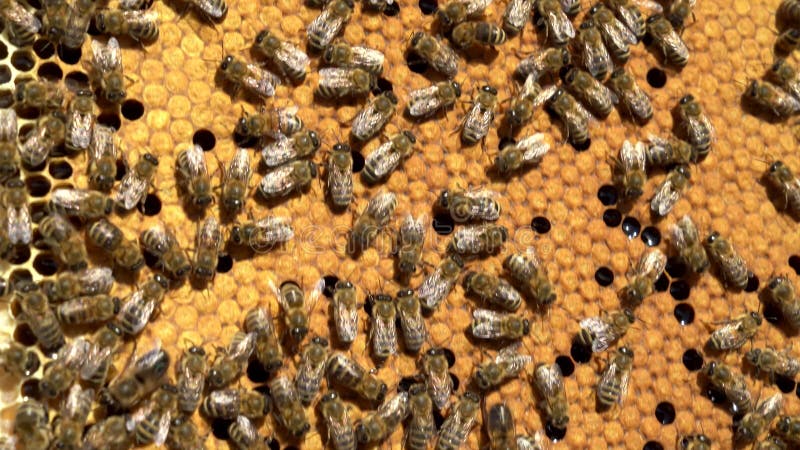 Close-up of a Honeycomb with Bees. Details of the Open Hive. Beekeeping ...