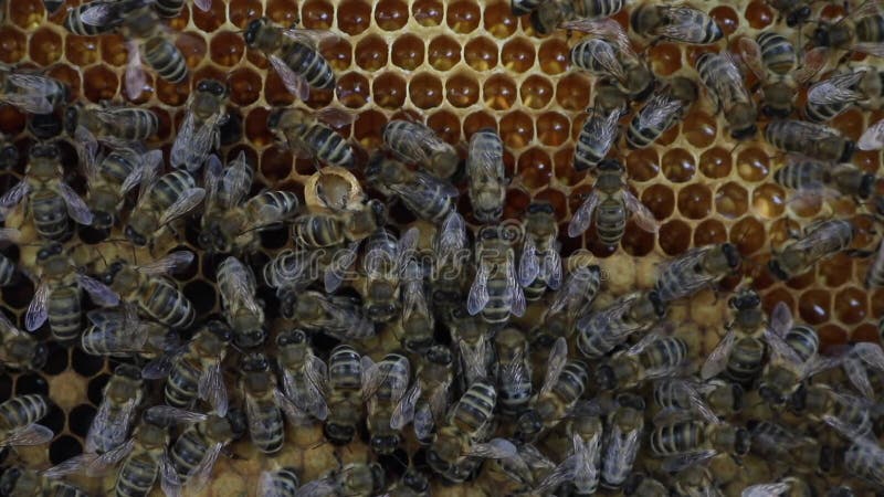 Inside the bee hive. stock footage. Video of wasp, nature - 282294066