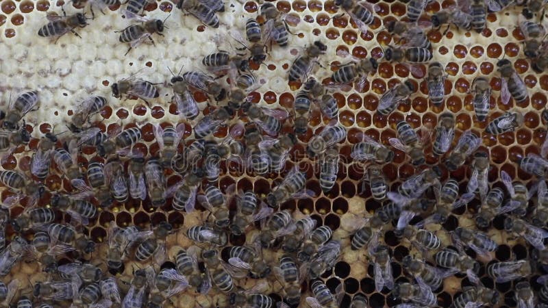 Inside the bee hive. stock video. Video of insects, nature - 282294073