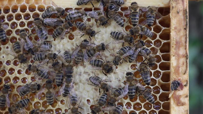 Inside the bee hive. stock footage. Video of cell, sweet - 282294162