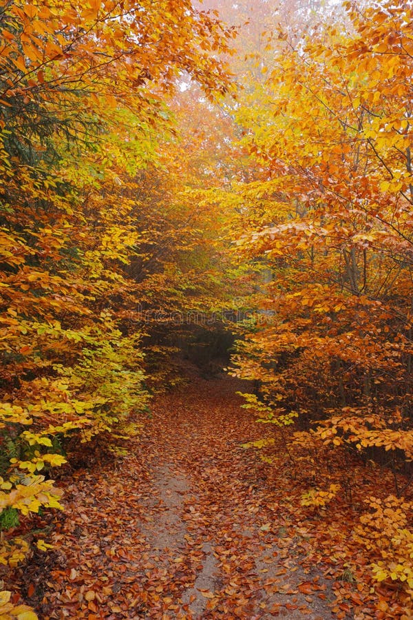 Inside the beech forest stock image. Image of leaves - 254552211