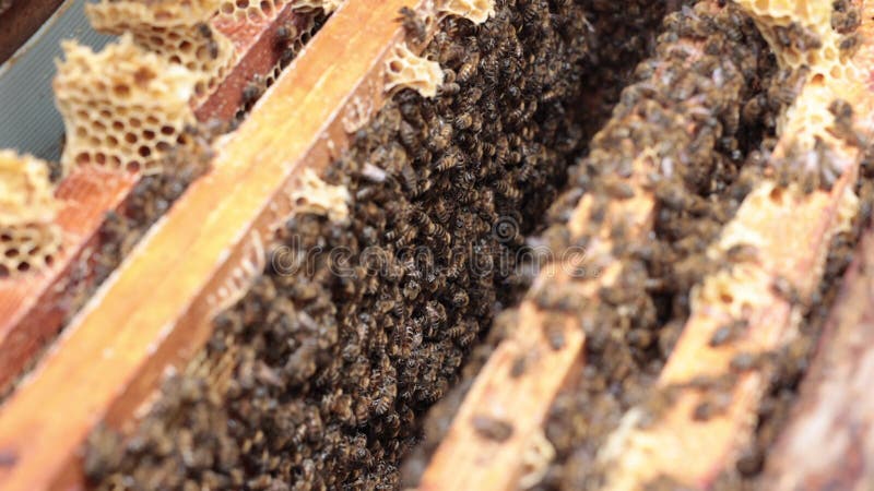 Inside of a Beehive. Bees on the Honeycomb Frames in the Hive Stock ...