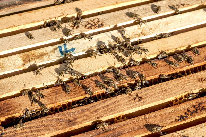 Bee Hive Body Frame with Bees - 4456 Stock Image - Image of beehive ...