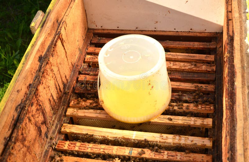 Inside of Beehive Container with Sweet Syrup for Feeding Bees Stock ...