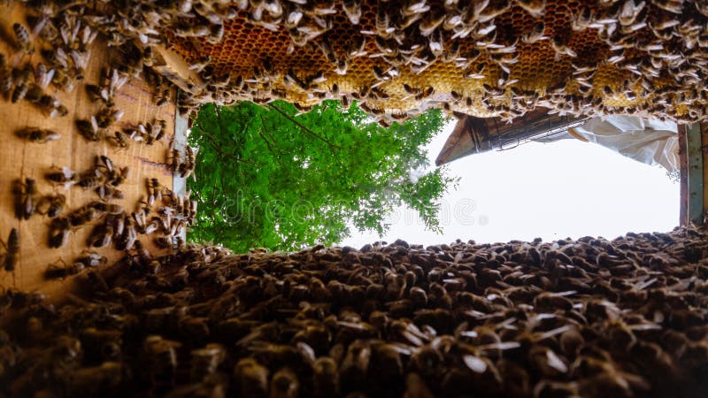 Inside of a Beehive Full with Bees. Apiculture Background Photo Stock ...