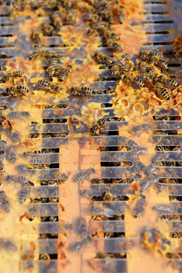 A Hive Frame Covered with Busy Bees Stock Image - Image of inside ...
