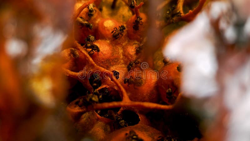 A Sneak Peak Inside the Beehive of Meliponini Heterotigona Itama or ...