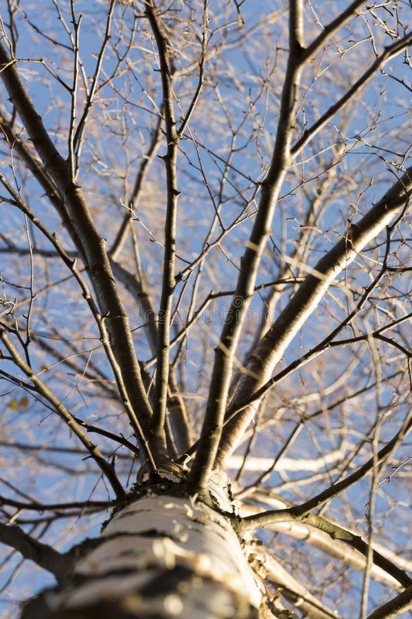 Inside Birch Tree Late Autumn Stock Image - Image of tree, birch: 61750821