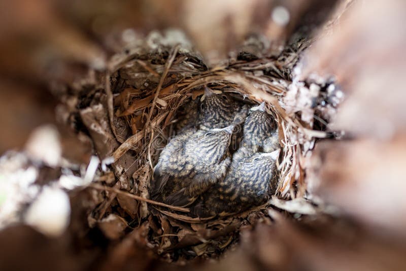 Inside of Bird Next Box and Baby Birds Stock Image - Image of little ...