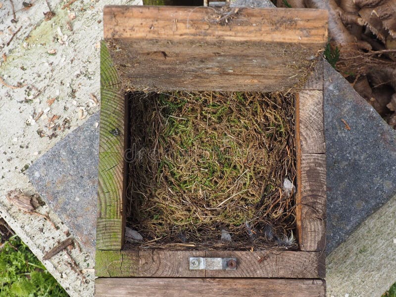 Inside of a birdhouse stock photo. Image of nesting - 246465040