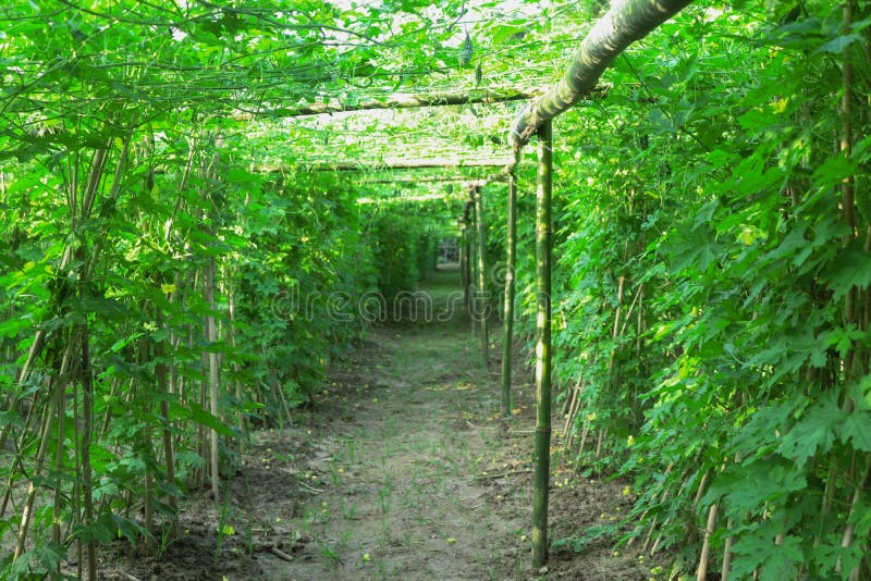 Bitter Gourd Field on Sunny Day with Sky Stock Image - Image of ...