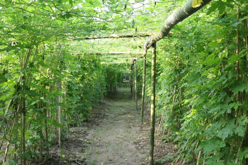 Bitter Gourd Isolated on White Background. Balsam Apple, Balsam Pear ...