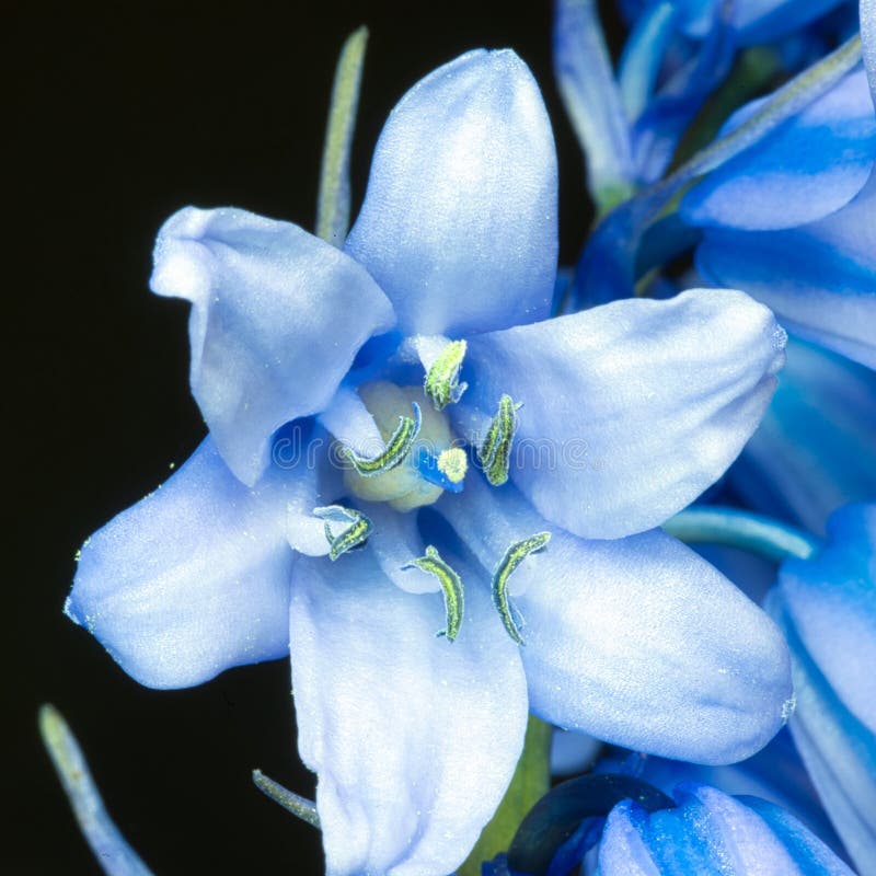 Inside the bluebell stock photo. Image of easy, steman - 180891932