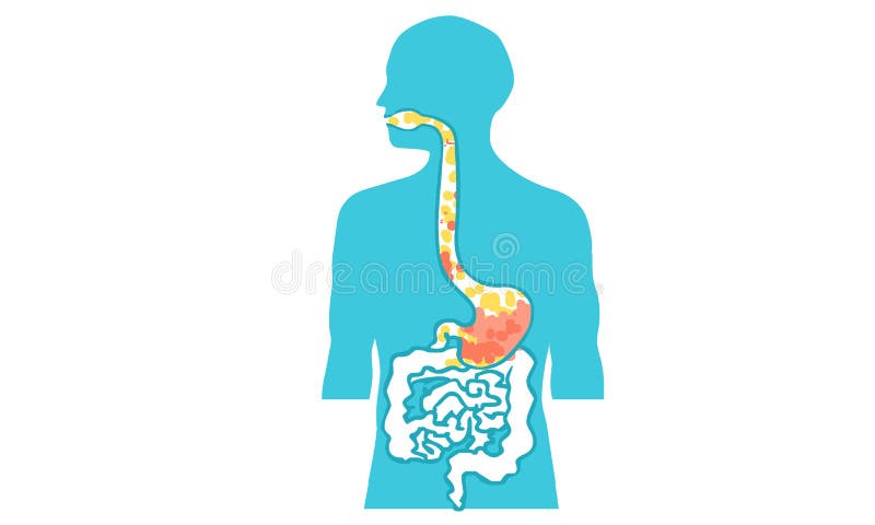 Inside body human stock vector. Illustration of cartoon - 54387673