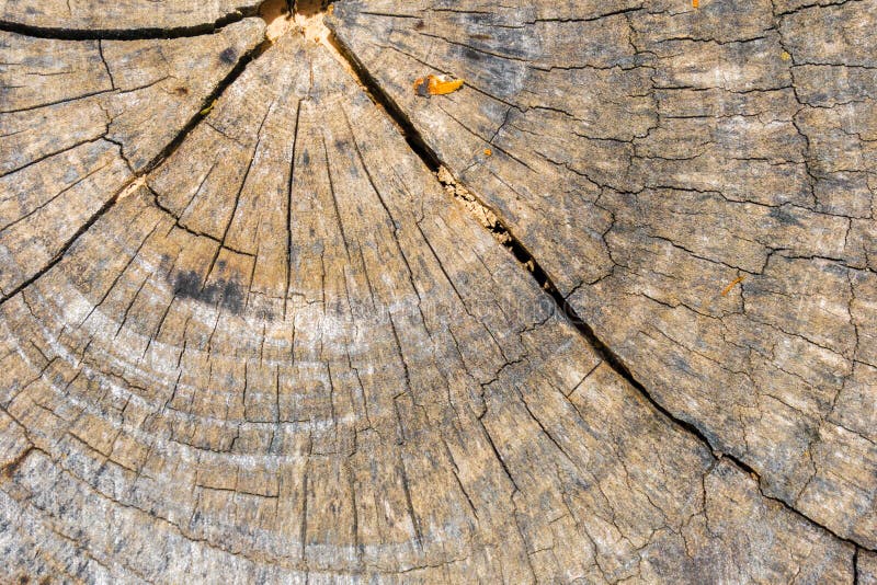 Inside Brown Log Wood Texture Surface Background Stock Photo - Image of ...