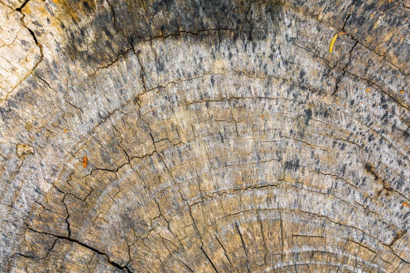 Inside Brown Log Wood Texture Surface Background Stock Photo - Image of ...