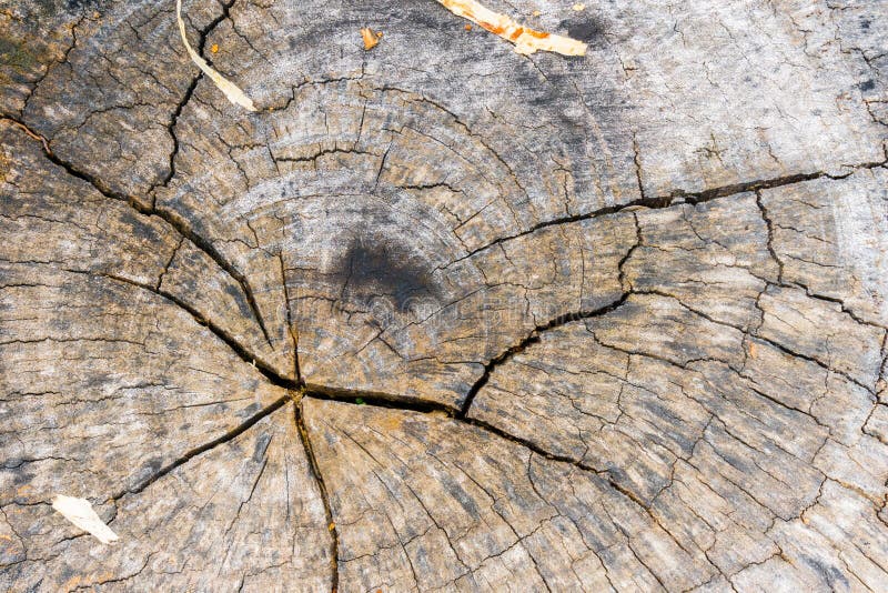 Inside Brown Log Wood Texture Surface Background Stock Photo - Image of ...