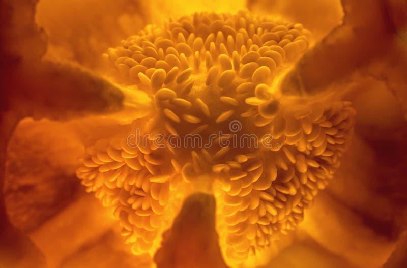 165 Pepper Microscope Stock Photos - Free & Royalty-Free Stock Photos ...