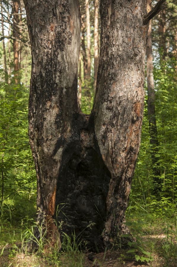 Inside a Burnt Tree Trunk. Hollow in the Trunk of a Pine. Fire in the ...