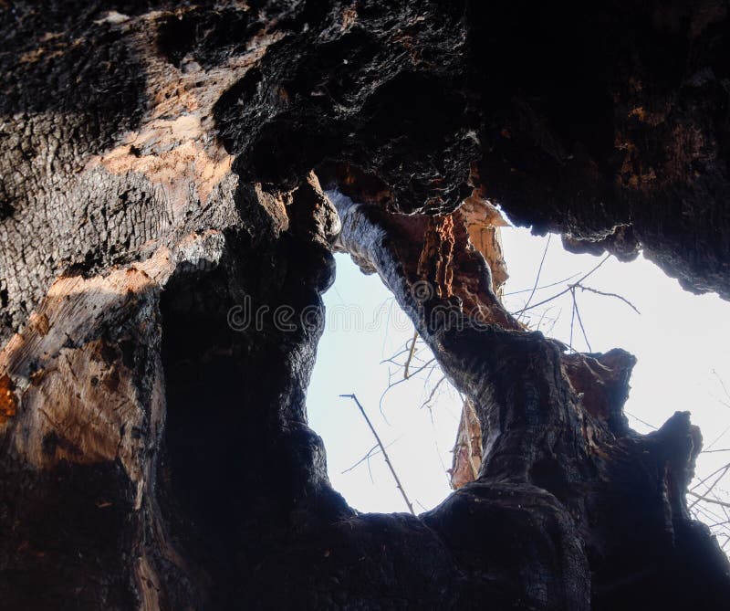 Inside a Burnt Tree . Hollow in the Trunk of a Willow. Fire in the ...