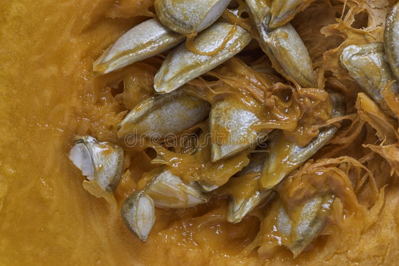 Inside Butternut Squash Up Close Stock Photos - Free & Royalty-Free ...