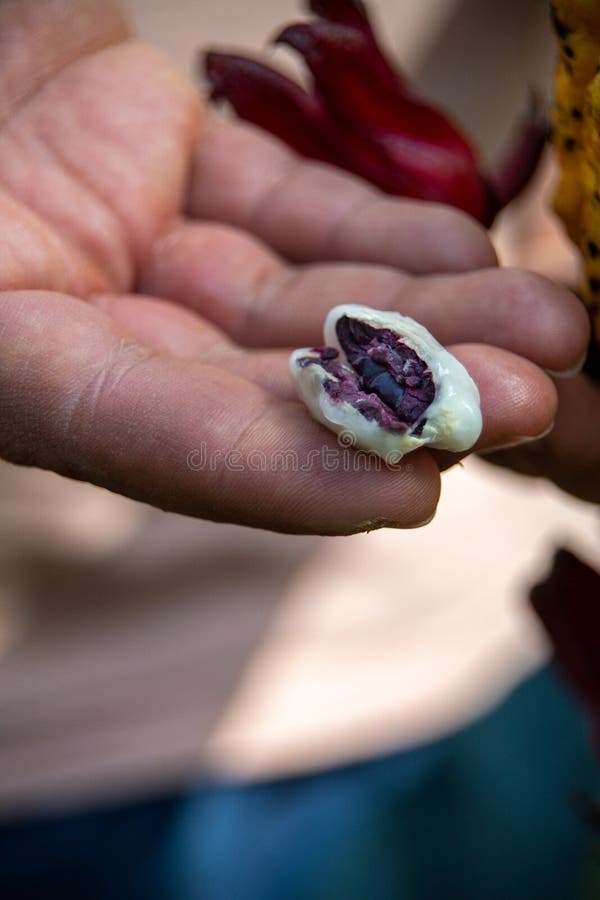 Inside of the cacao beans stock photo. Image of local - 263039328