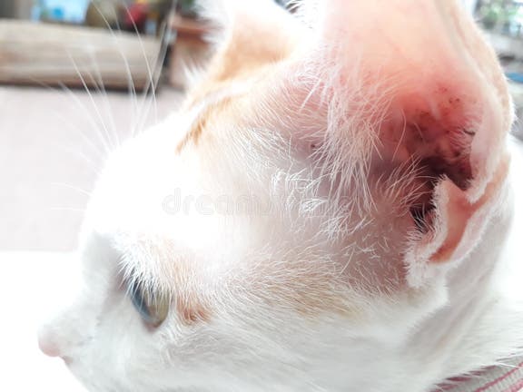 Inside Cat Ears, Lying on the Floor. Stock Photo - Image of indoor ...