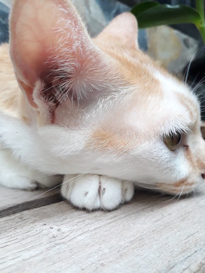 Inside Cat Ears, Lying on the Floor. Stock Photo - Image of beautiful ...
