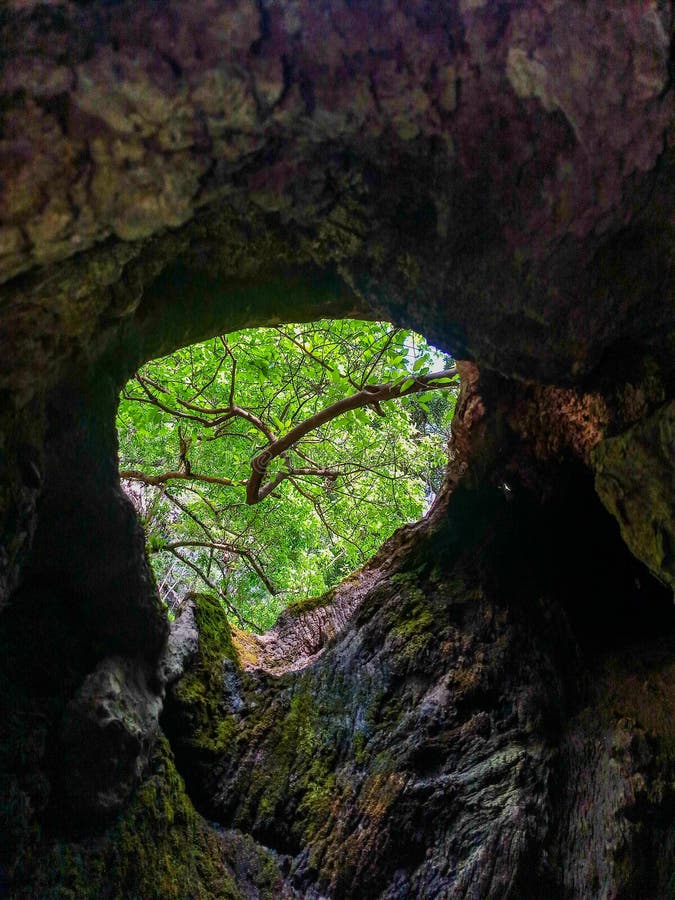 Inside the cavity of tree stock image. Image of thailand - 162019569