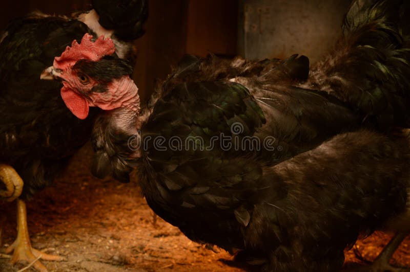Inside the Chicken Coop stock photo. Image of bird, animal - 207389754