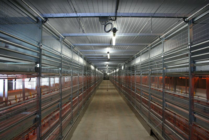 Inside chicken farm stock photo. Image of belgium, farming - 20365990