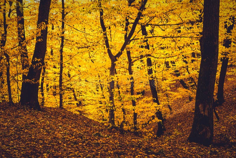 Autumn Forest with Yellow Leaves Stock Image - Image of mystery ...