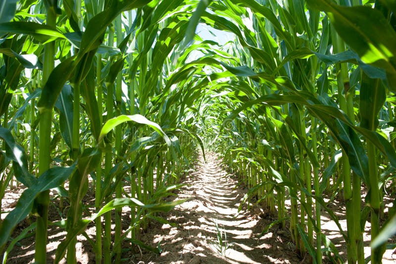 Inside a corn field stock image. Image of popcorn, amazing - 15745879