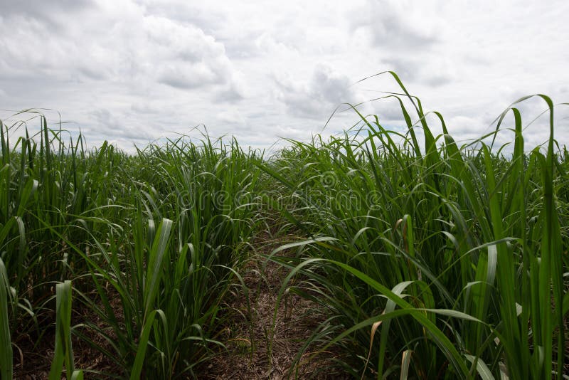 Inside a Corn Field and a Beautiful Sky Stock Image - Image of ...