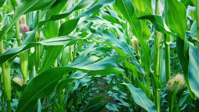 Inside Corn Field in the Daytime Stock Video - Video of crop, daytime ...