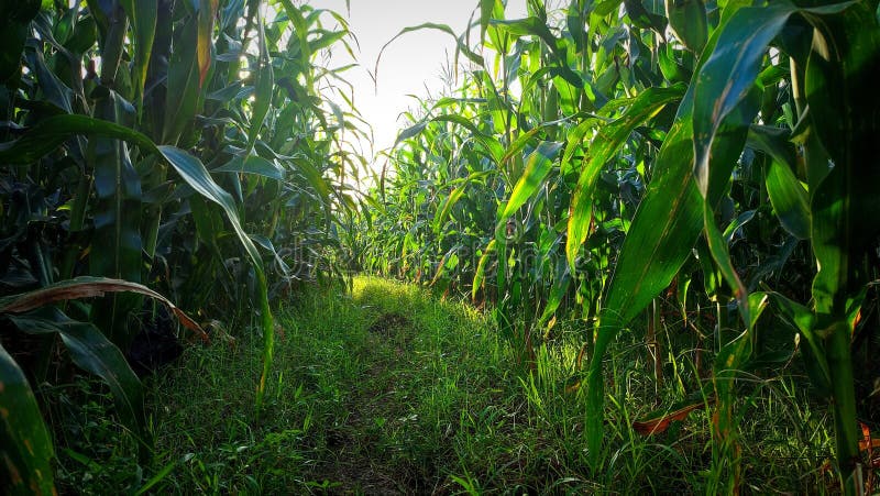 Inside of the Corn Field with Green Grass Photo Stock Image - Image of ...
