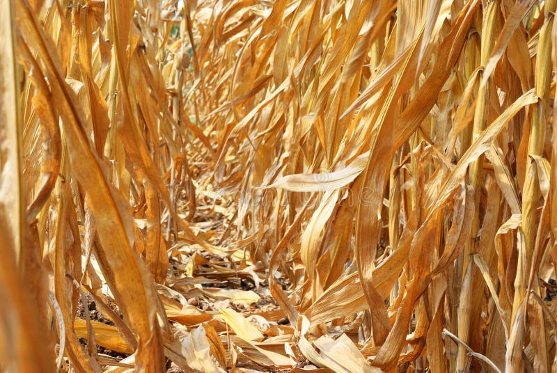 Inside A Corn Field stock photo. Image of agri, bountiful - 24003352