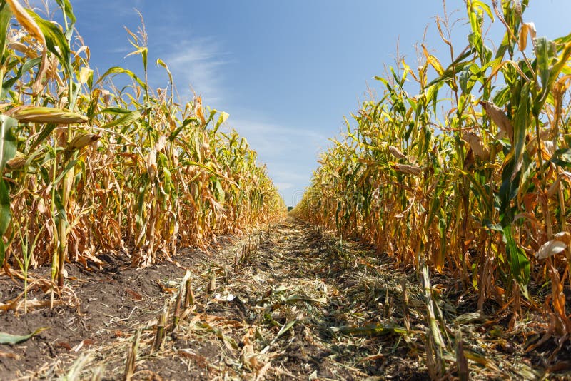 Inside the Cornfield, End of Summer Stock Image - Image of growing ...